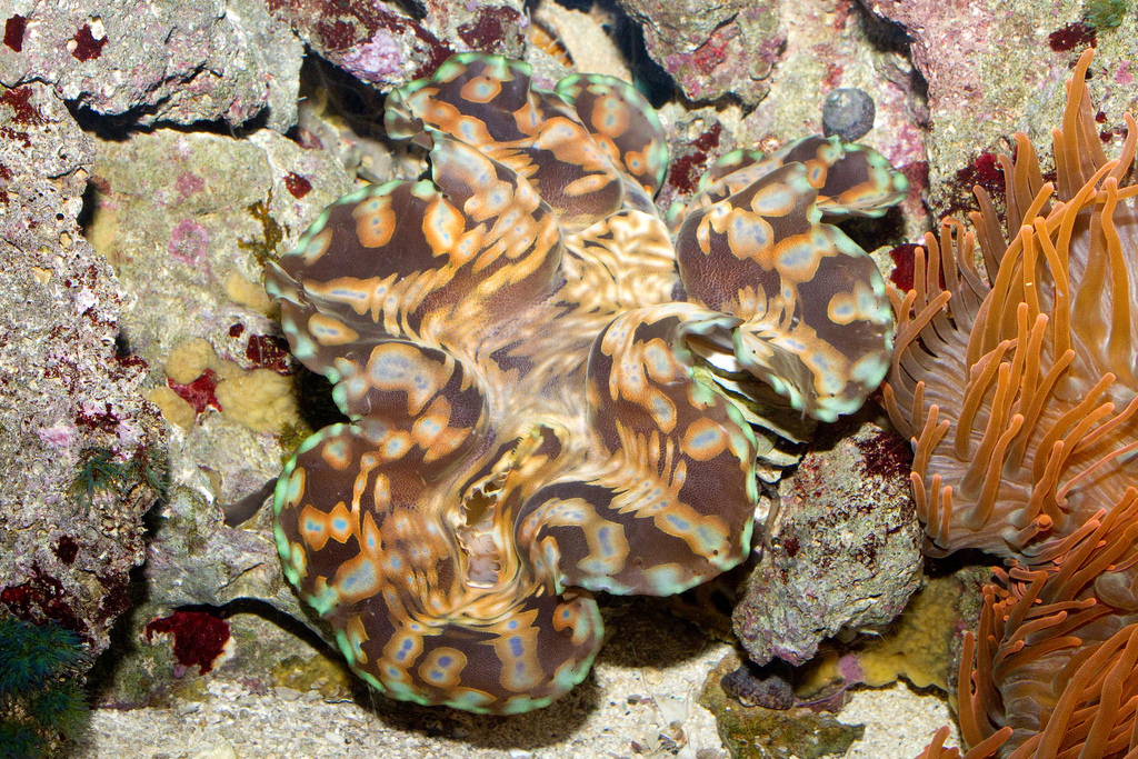 Real Monstrosities: Giant Clam