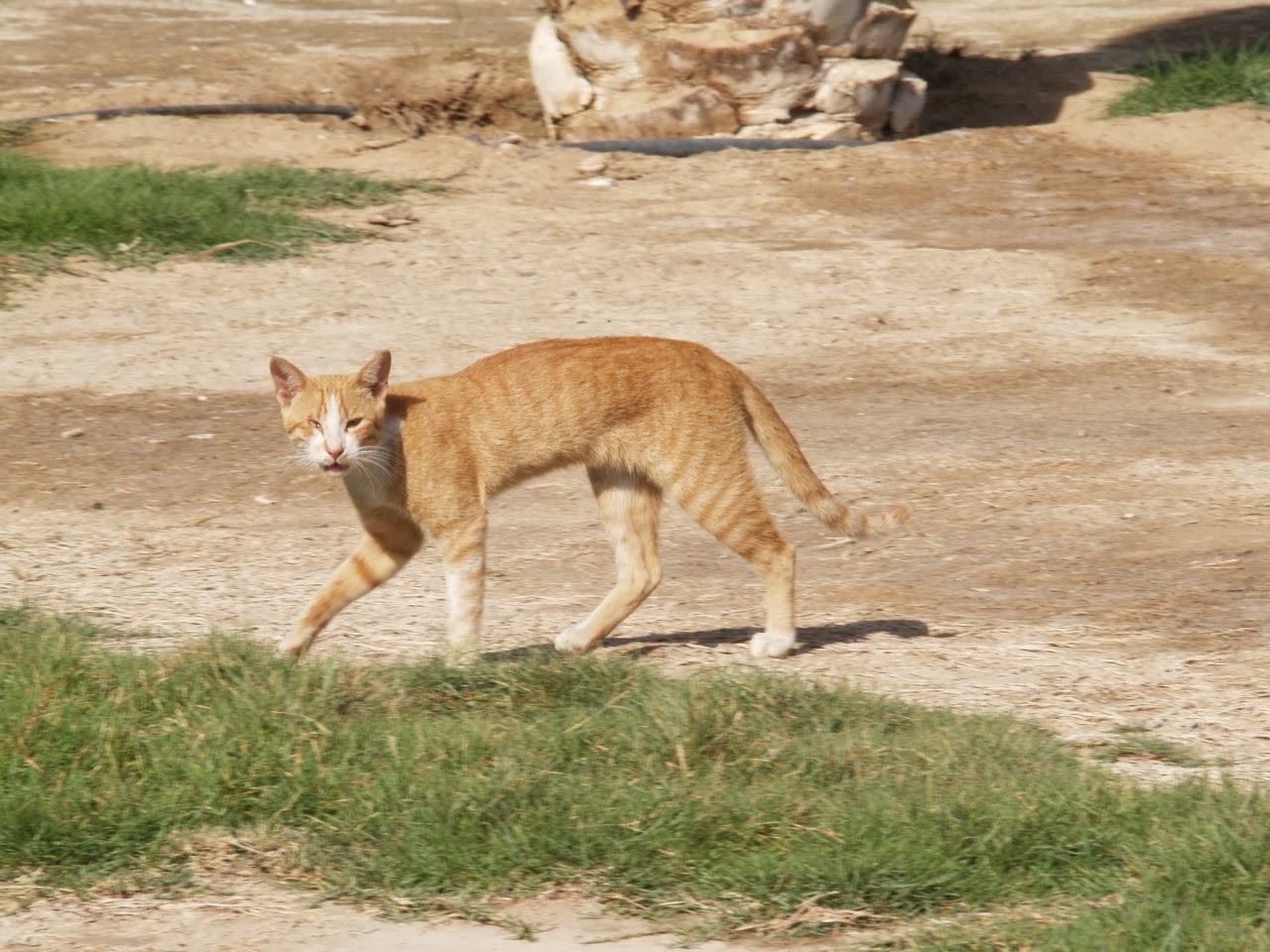 Arabian Nights : Flora and Fauna of Western Saudi Arabia