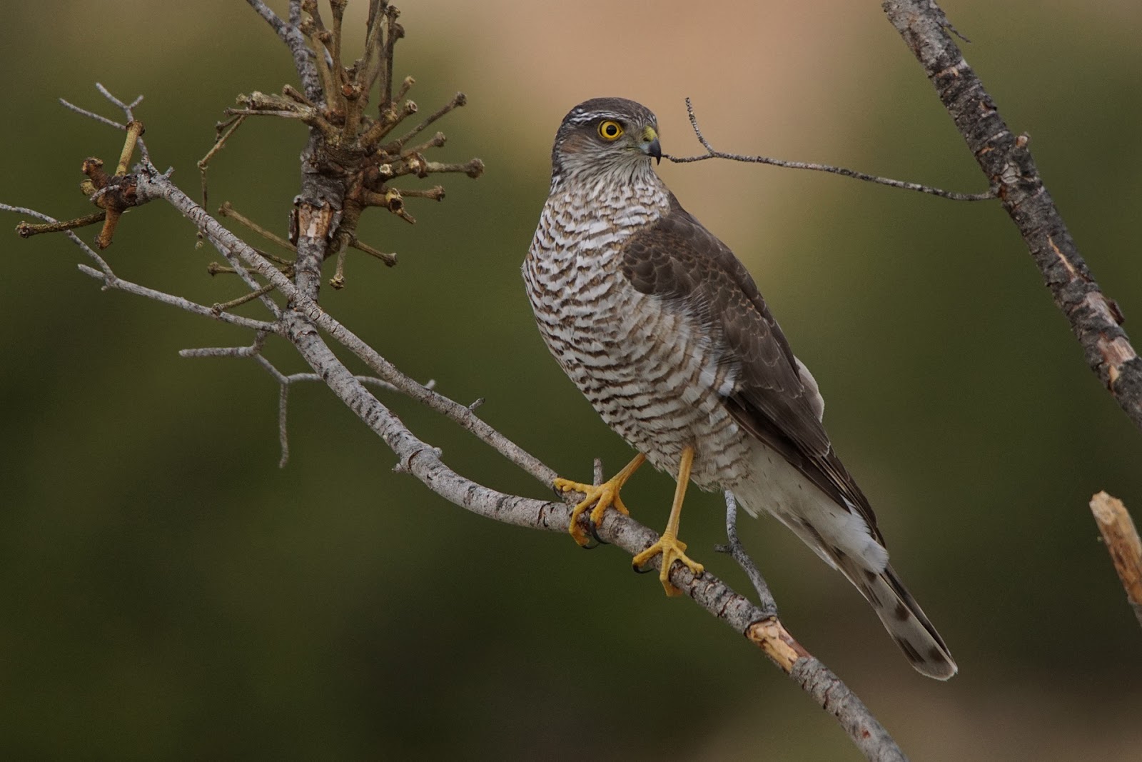 Pasión por las aves: Gavilán común.(Accipiter nisus)