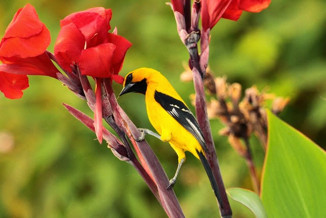 En Tu Konuko - CAPACHO