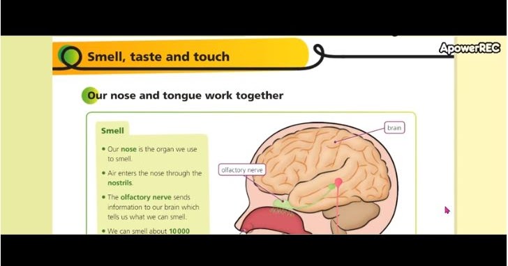 HG SCIENCE CORNER : SMELL, TASTE AND TOUCH REVISION - PAGES 14 AND 15