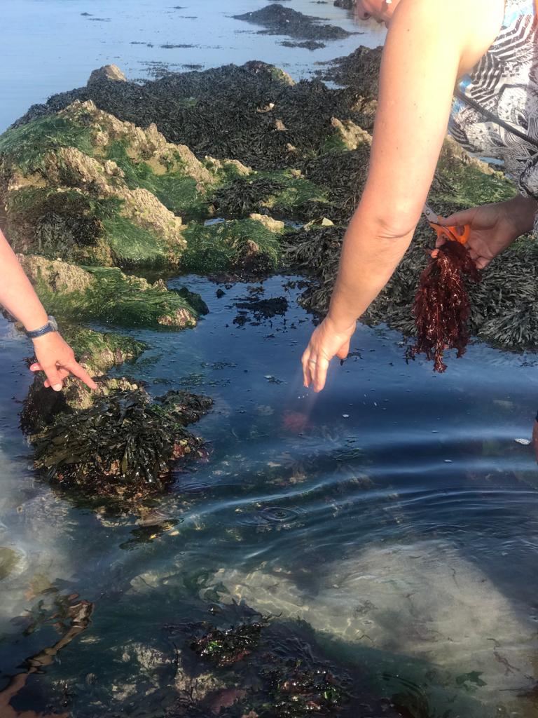 Seaweed Walk at Knockadoon – Youghal Blue and Green Community Network