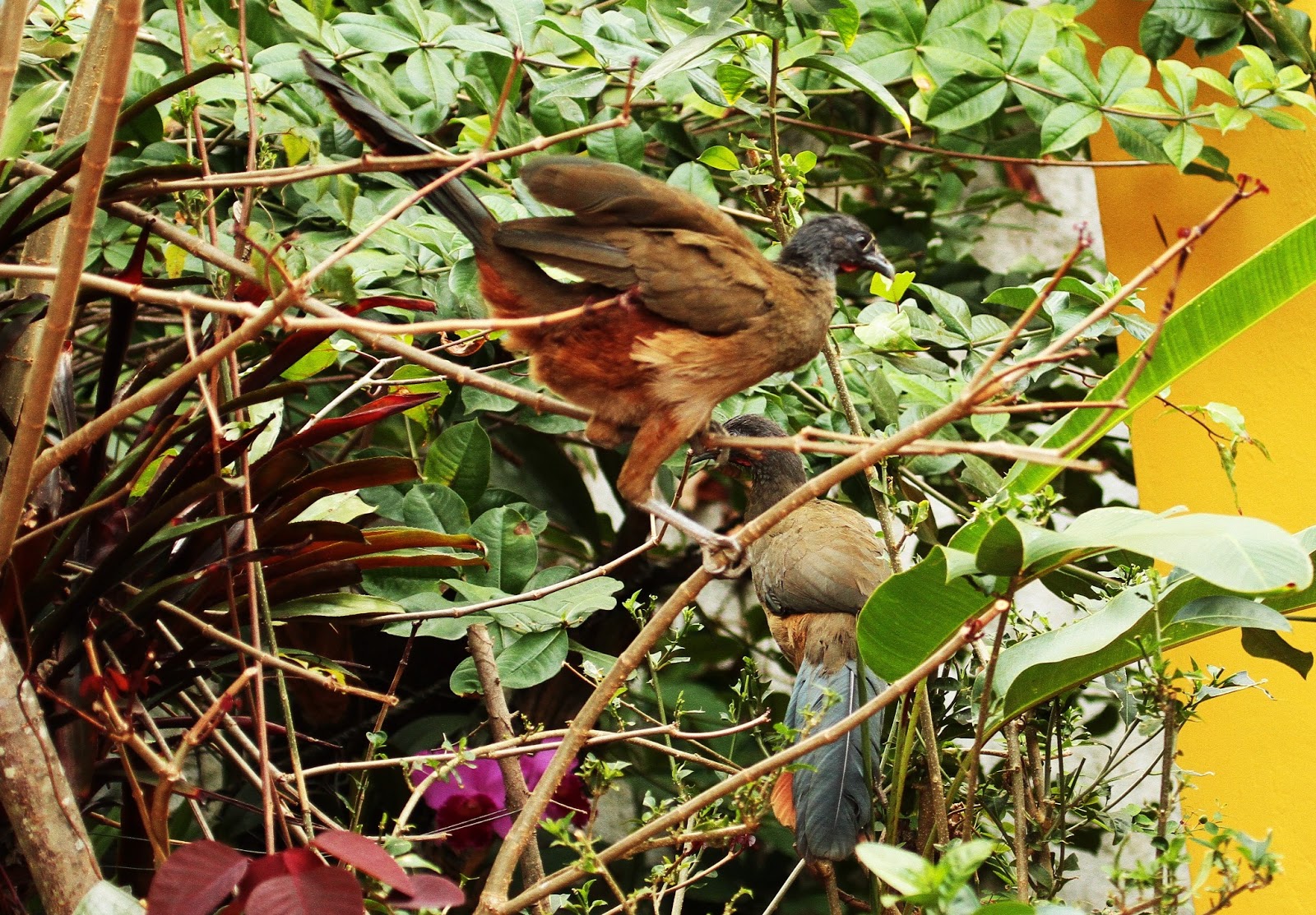 Nuestro bello mundo...: Rufous-vented Chachalaca, Ortalis ruficauda ...
