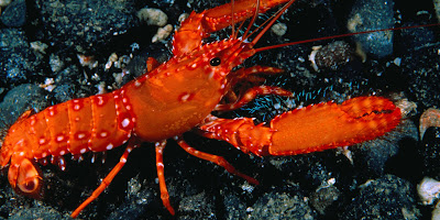 Lobster Habitat Map and Behavior Information | Supplier Fresh Water ...