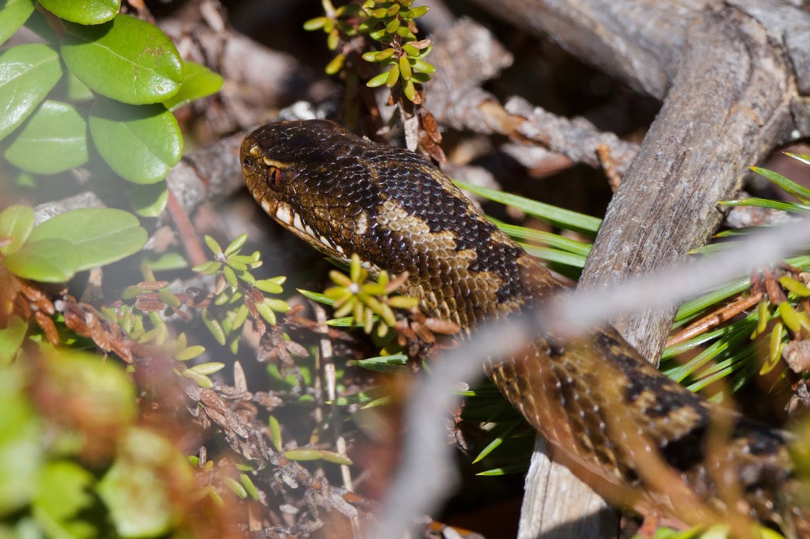 Naturfoto Einar Hugnes: Bare en hoggorm å se i det varme vårværet i Bymarka