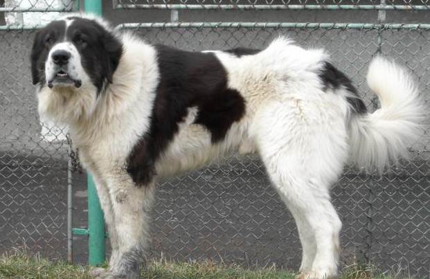 Pareri Rase de caini romanesti - caini de rasa de talie mare ...