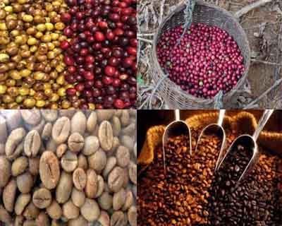 Pengetahuan Umum: Mengenali Jenis Varietas Kopi Di Dunia