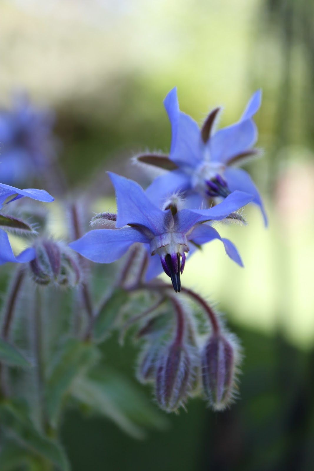 five-ten-fifteen: :: borage
