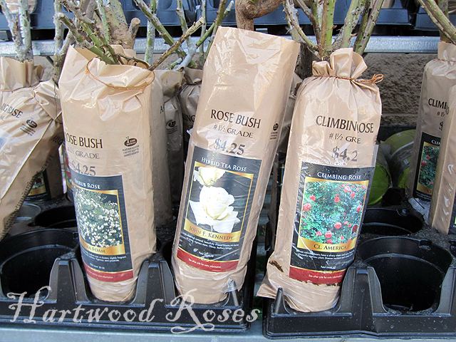 Hartwood Roses: My Annual Rant About Bare-Root Roses in Bags