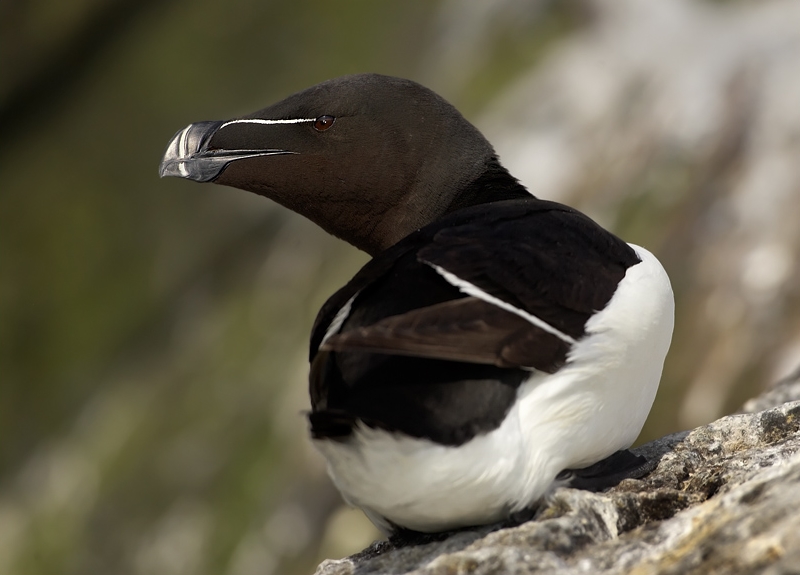 RAZORBILL