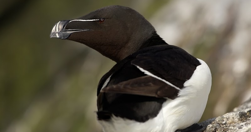 RAZORBILL
