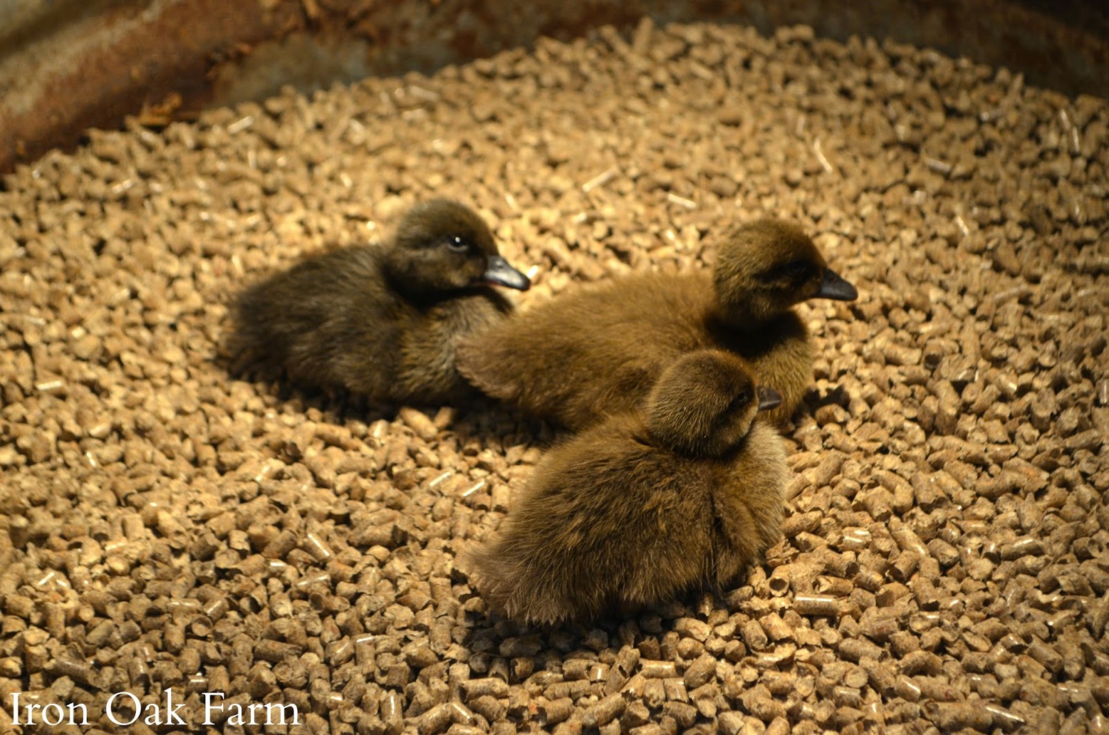 Iron Oak Farm: Spring Ducklings 2015 and 2016 Video