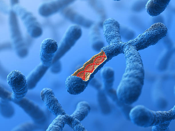 Genetics| Genes and Chromosomes- Anatomy