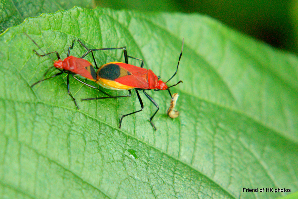 Photographic Wildlife Stories in UK/Hong Kong: Colourful Bugs