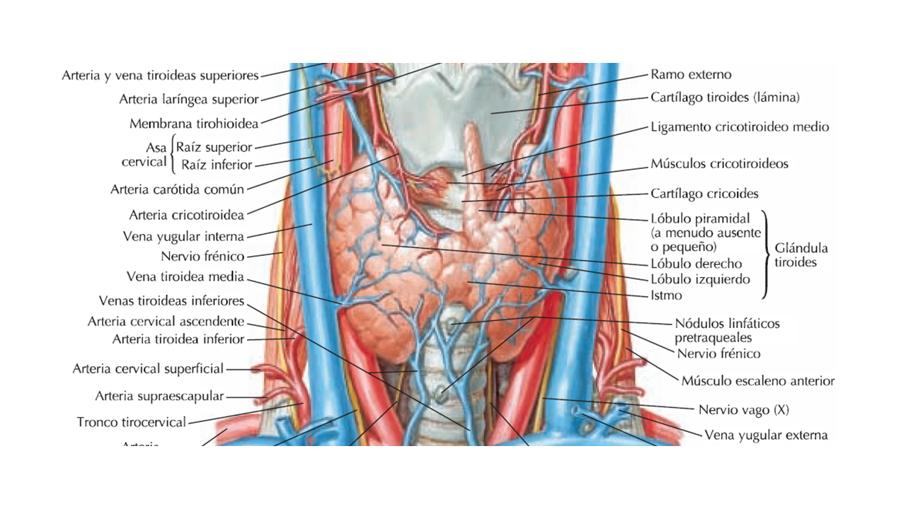 Anatomia de la glándula tiroides
