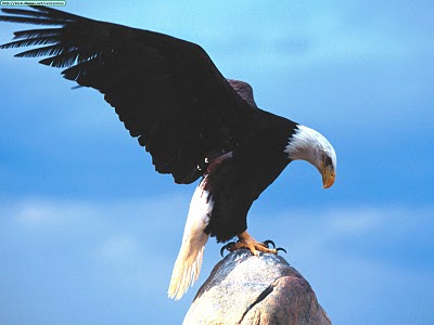 IMAGENES: AGUILA, AGUILAS, AGUILUCHOS