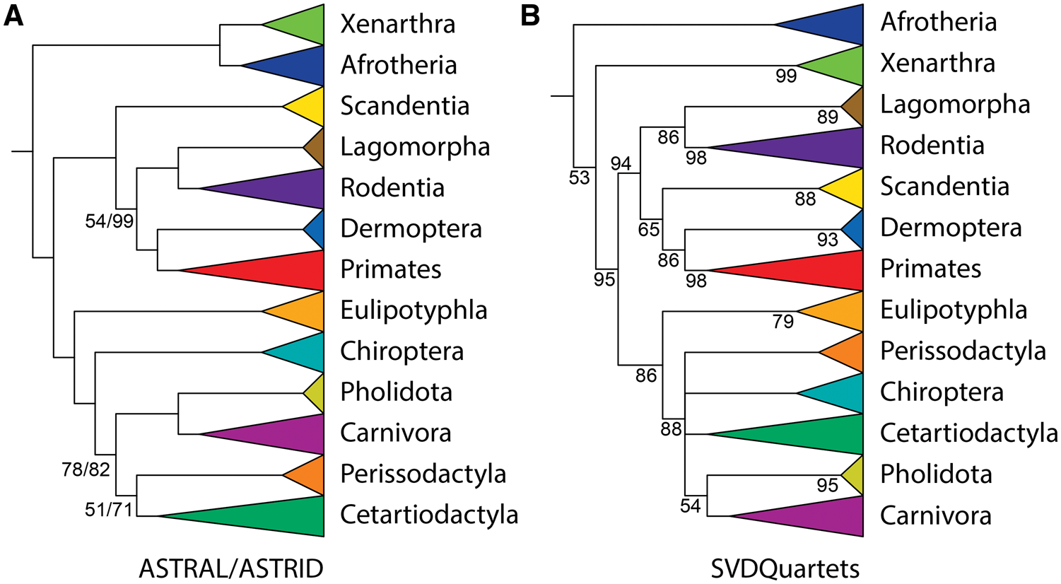 The Evolving Placenta: Tree shrews move from branch to branch