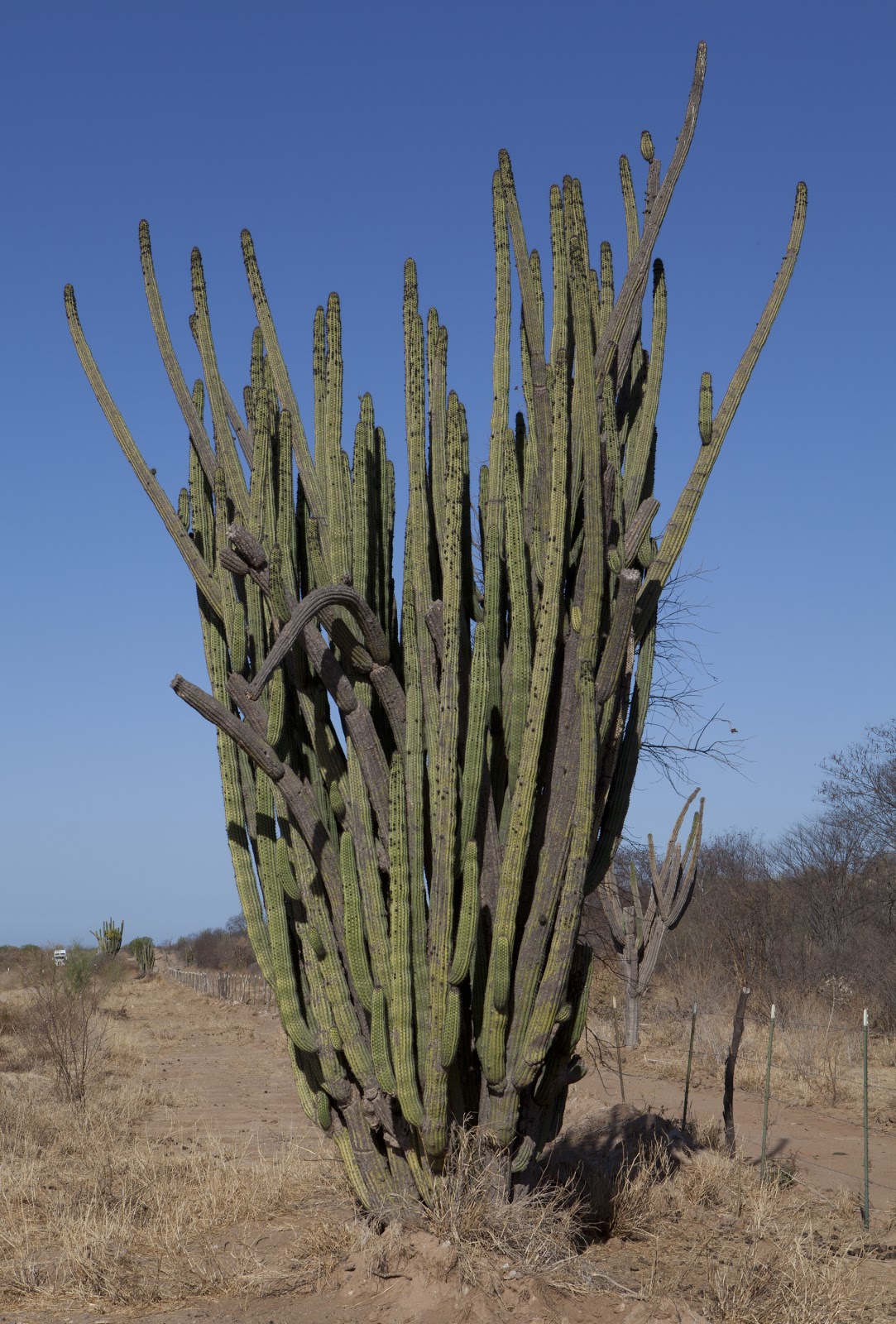 Joseph Scheer: Cactus