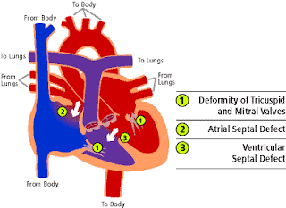Julia's Heart: Getting to Know Julia