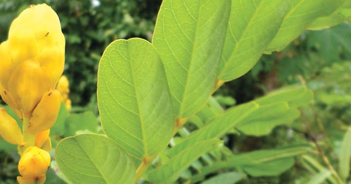 Halamang Gamot - Akapulko - KeyzoneBlog