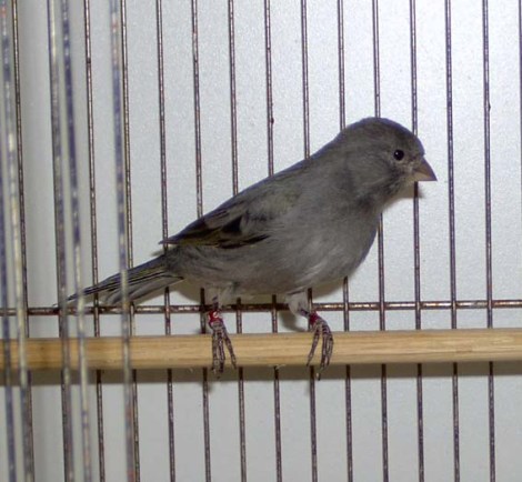 Mengenal Jenis-Jenis Burung Kenari plus Foto - New Johny Wuss