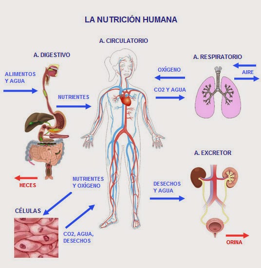 LOS SISTEMAS DEL CUERPO HUMANO Y SU RELACIÓN ENTRE ELLOS.
