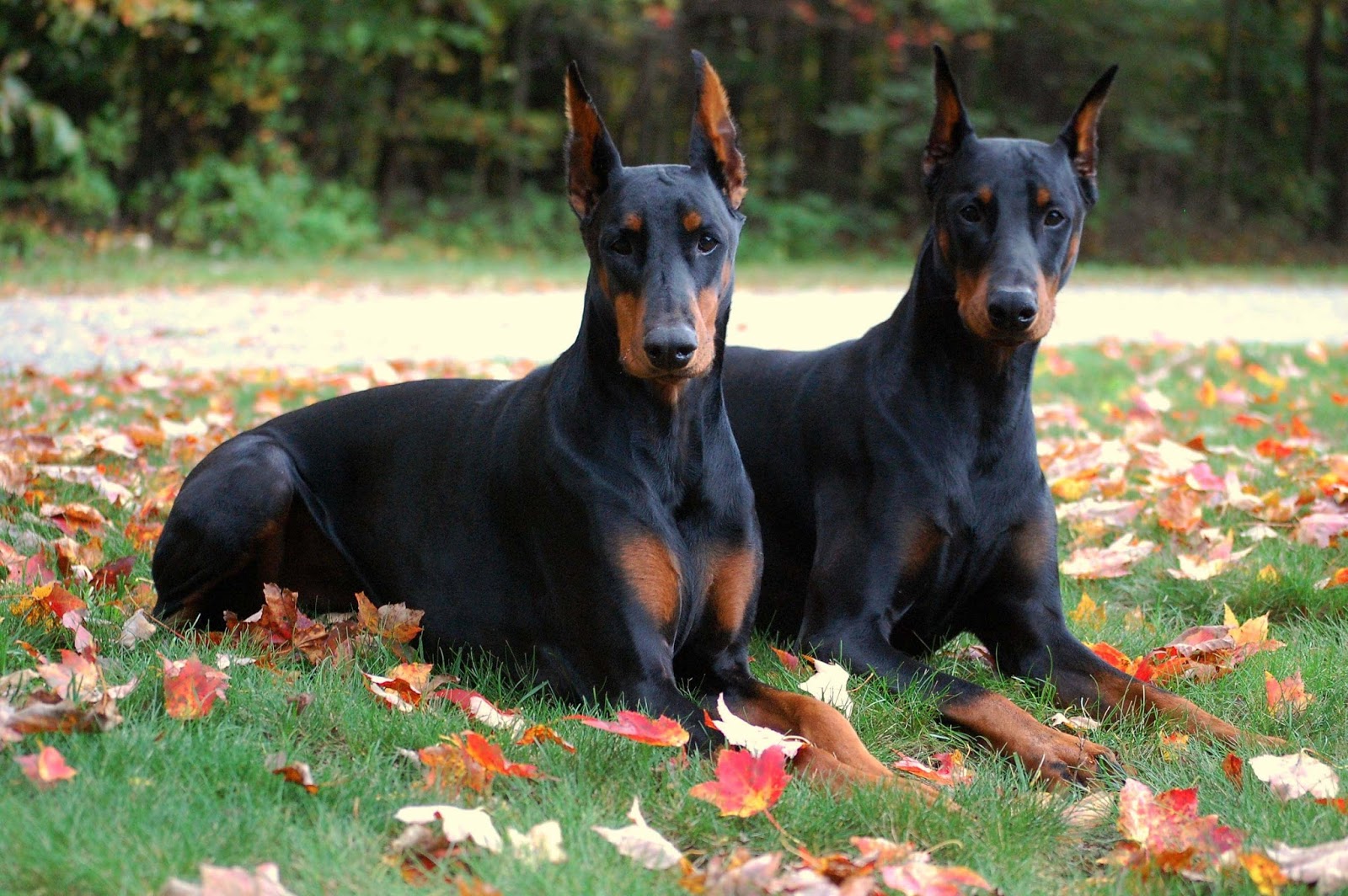 Bermanvet - Veterinária ao alcance de todos: Doberman é um cão agressivo?