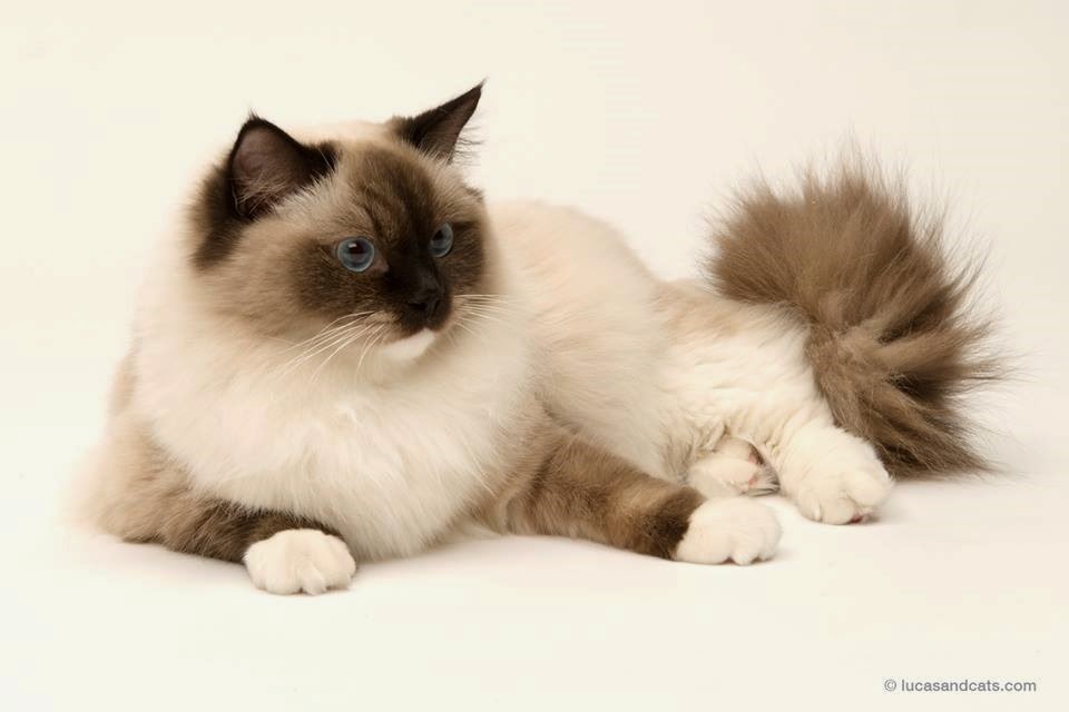 Cat and DOG Chat With Caren: PURE cat portraits by Lucas- are "Pure ...