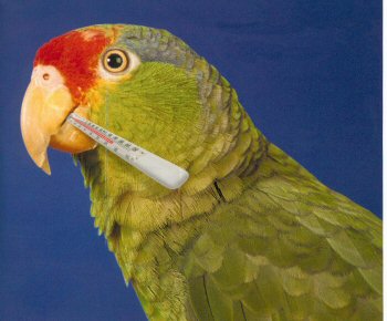 Momma Bird's Café: Hospital Tanks