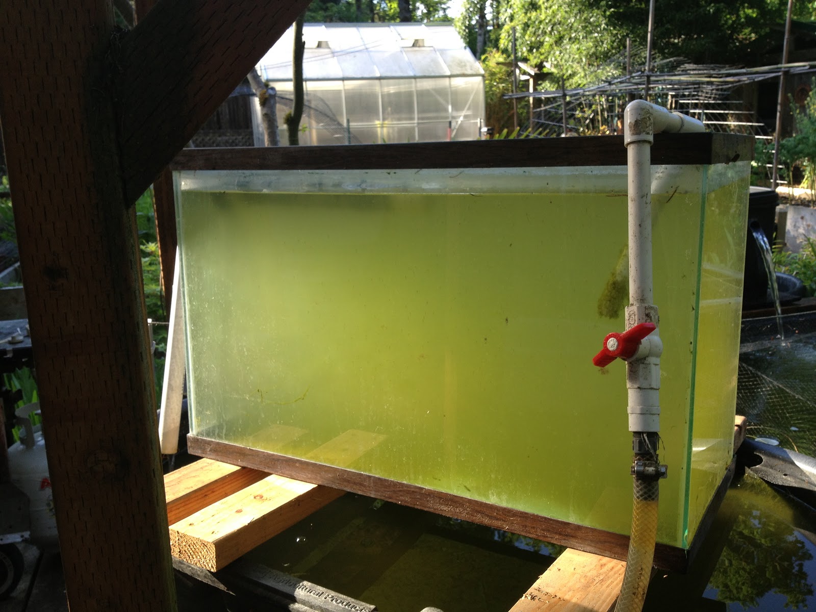 Suzuki x Kageyama Top View Ranchu: Pond Fish Fry and Nursery