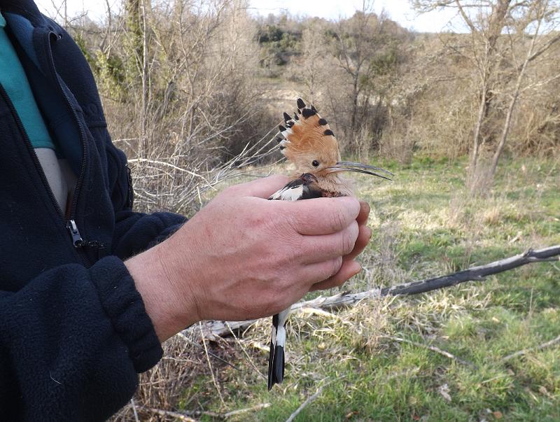 Wild Nature of the Cantabrian Mountains (Spain): Encounter with a ...