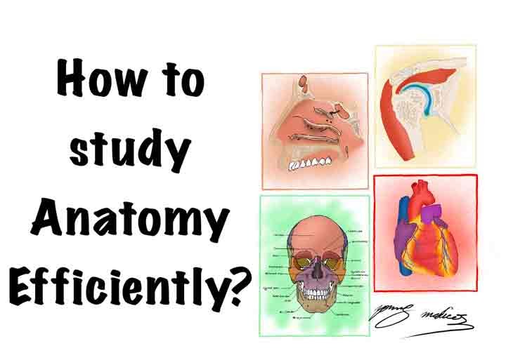 How To Study Anatomy Efficiently Young Medicos How To Study Anatomy Efficiently Young Medicos