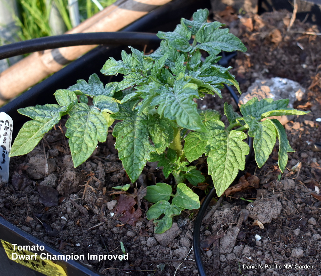 Daniel's Pacific NW Garden: Dwarf Tomato Plants. Progress Notes. 5.15.2021