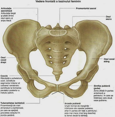 Specialitate - Ginecologie ~ MioGyn Electronic Medical Office