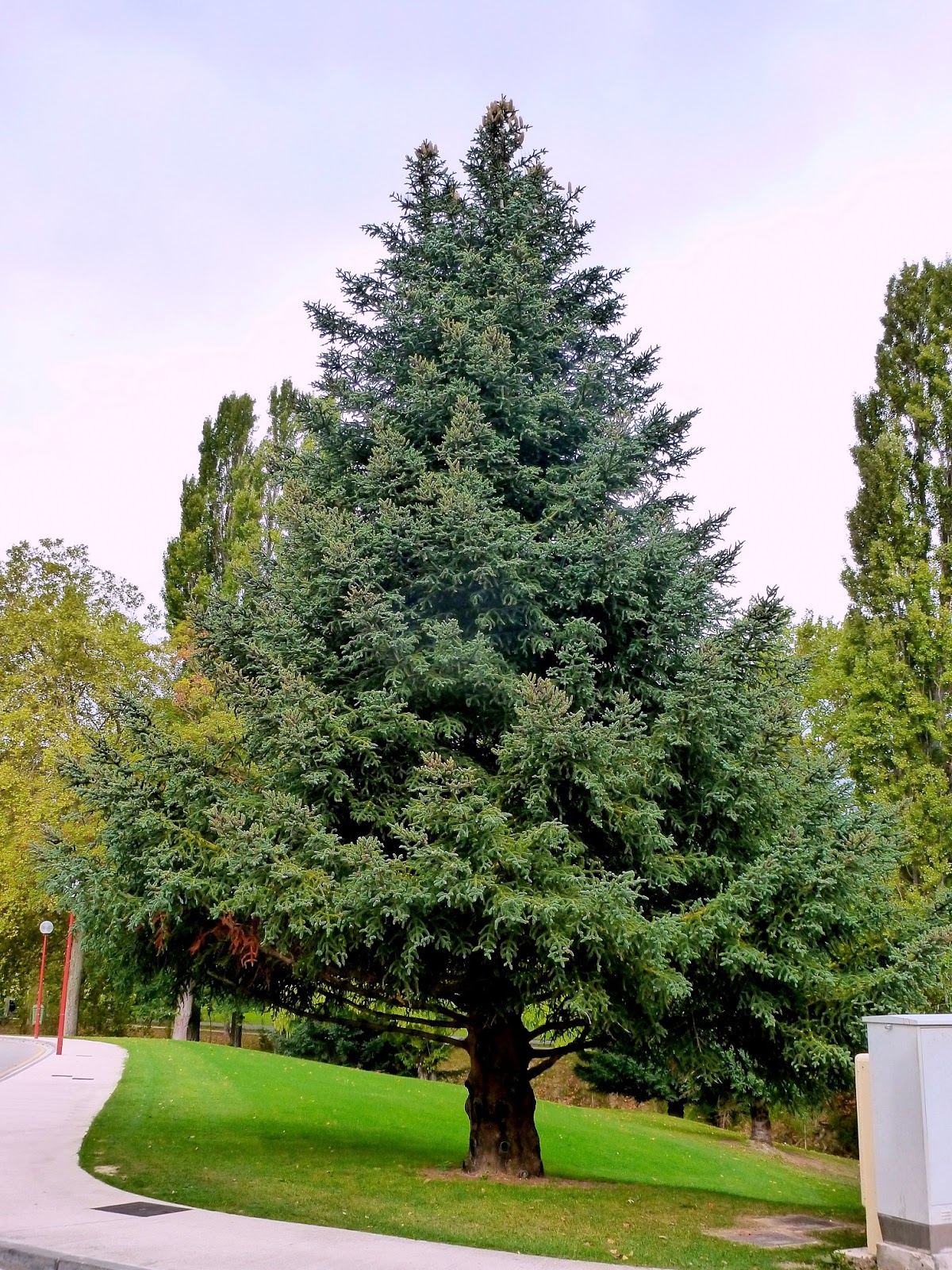 Árboles con alma: Pinsapo. Pinsap. (Abies pinsapo)