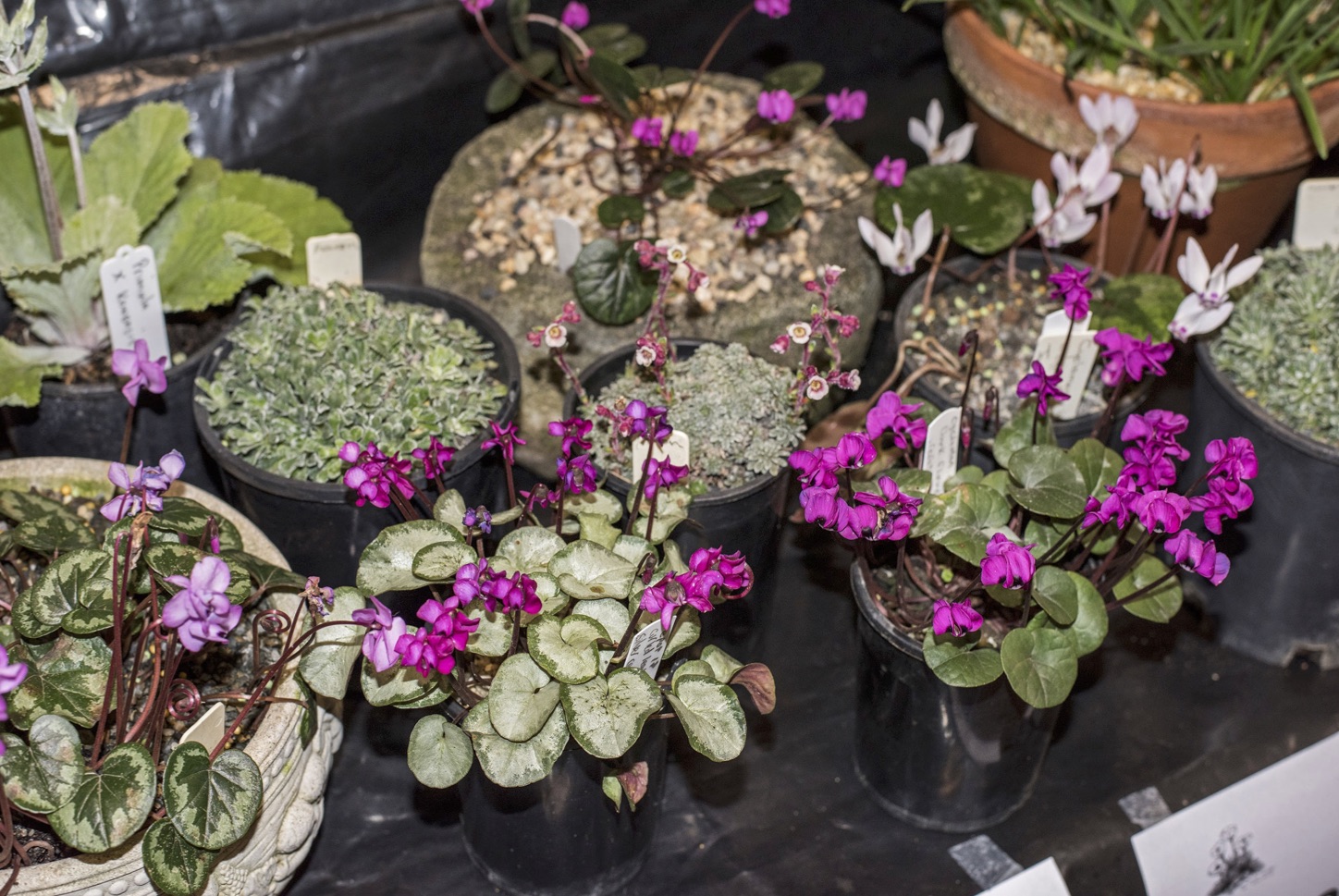 Alpine Garden Society Victorian Group: Oron Peri Talk.