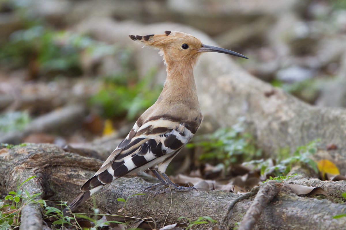 As The Crow Flies - a Hong Kong Birding Blog: Eurasian Hoopoe - a bird ...