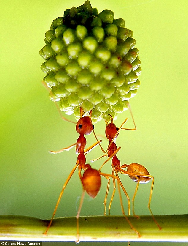 PictoVista: Fascinating Close-up Shots Capture The Incredible Strength ...