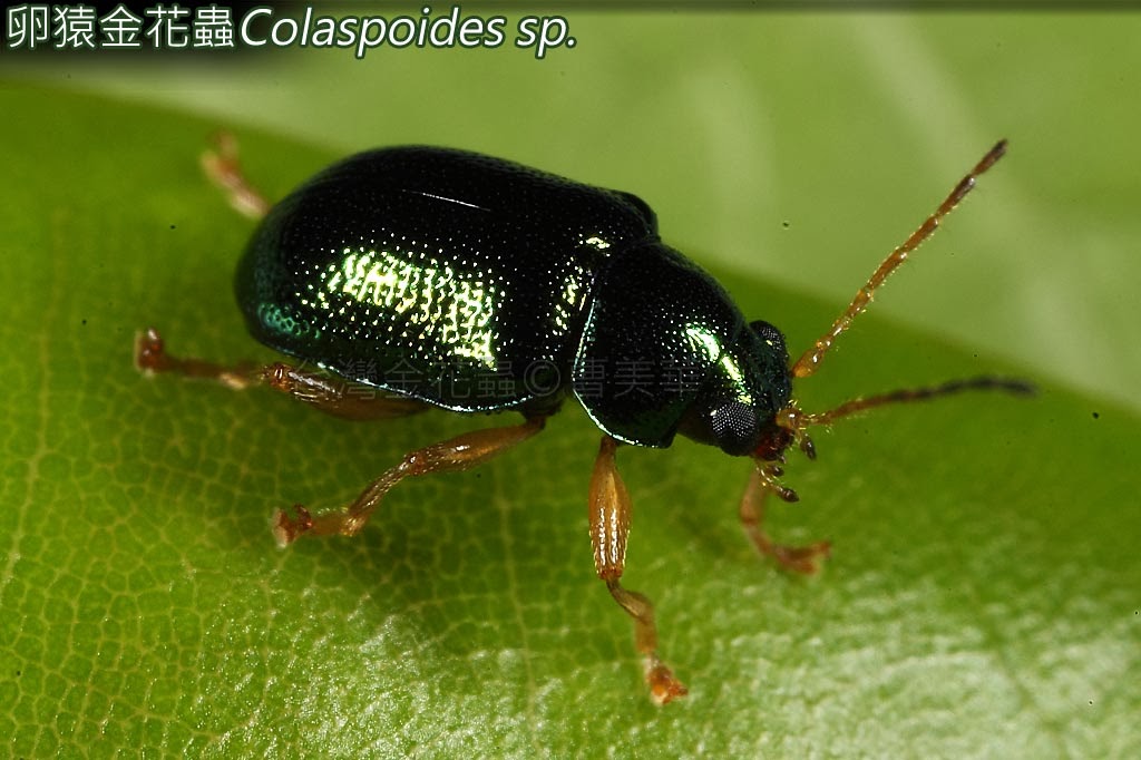 台灣的金花蟲 Taiwan Leaf Beetles: 2013