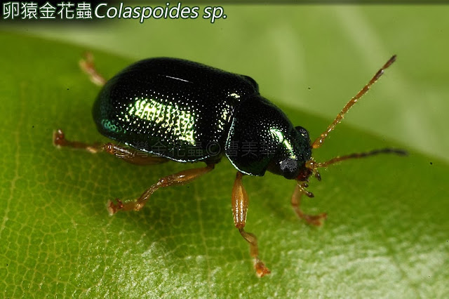 台灣的金花蟲 Taiwan Leaf Beetles: 08-006 台灣卵猿金花蟲