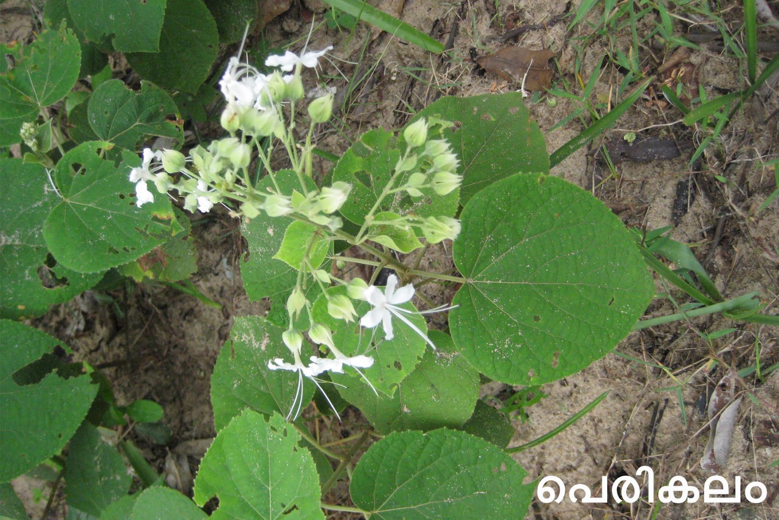 Ayurvedic Medicinal Plants in Kerala
