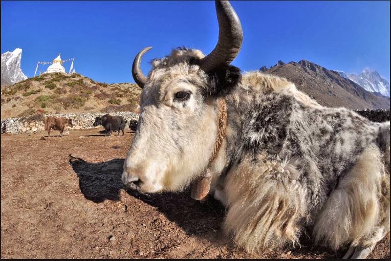 Rabbi Arthur Segal: PEREK SHIRA 5:4: YAK BLESS GOD: JEWISH SPIRITUAL ...