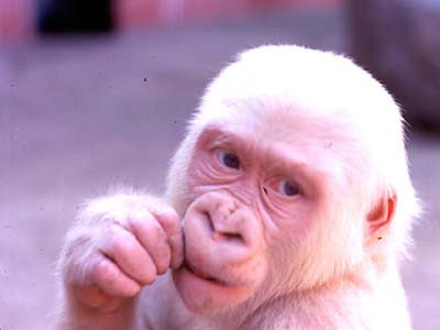All Albino Animals: Albino Baboon | White Baboon.