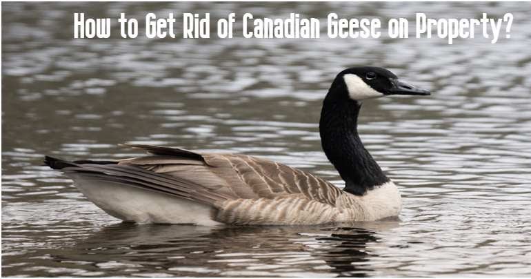 How to Get Rid of Canadian Geese on Property - World Informs