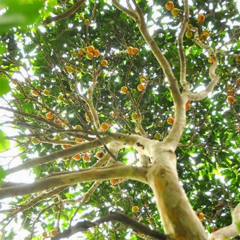 MUDAMATA: Cambucá - A joia rara!