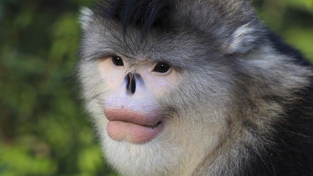 Mono dorado de nariz chata