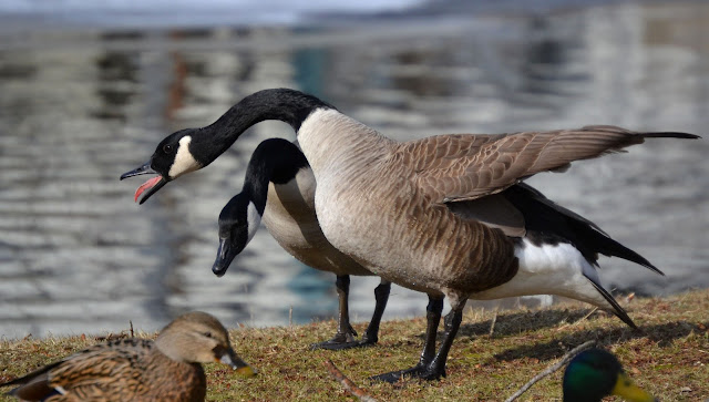 Woods Walks and Wildlife: February 2013