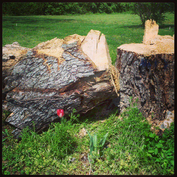 Ft Sussex : Great Outdoors: Stump Leveling: advanced achievement