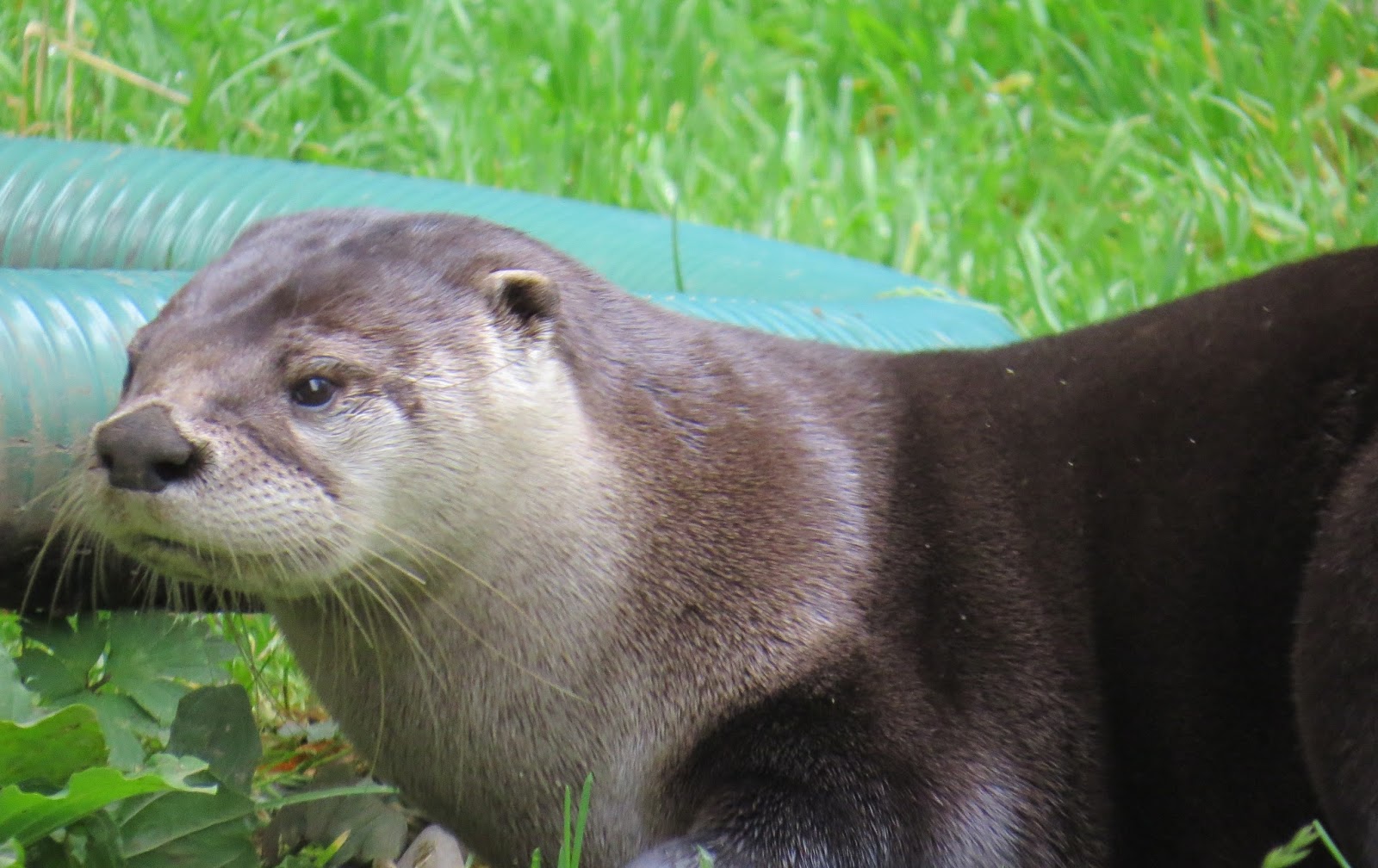 Appleton Wildlife Diary: Week in Torquay Devon - Otter Sanctuary