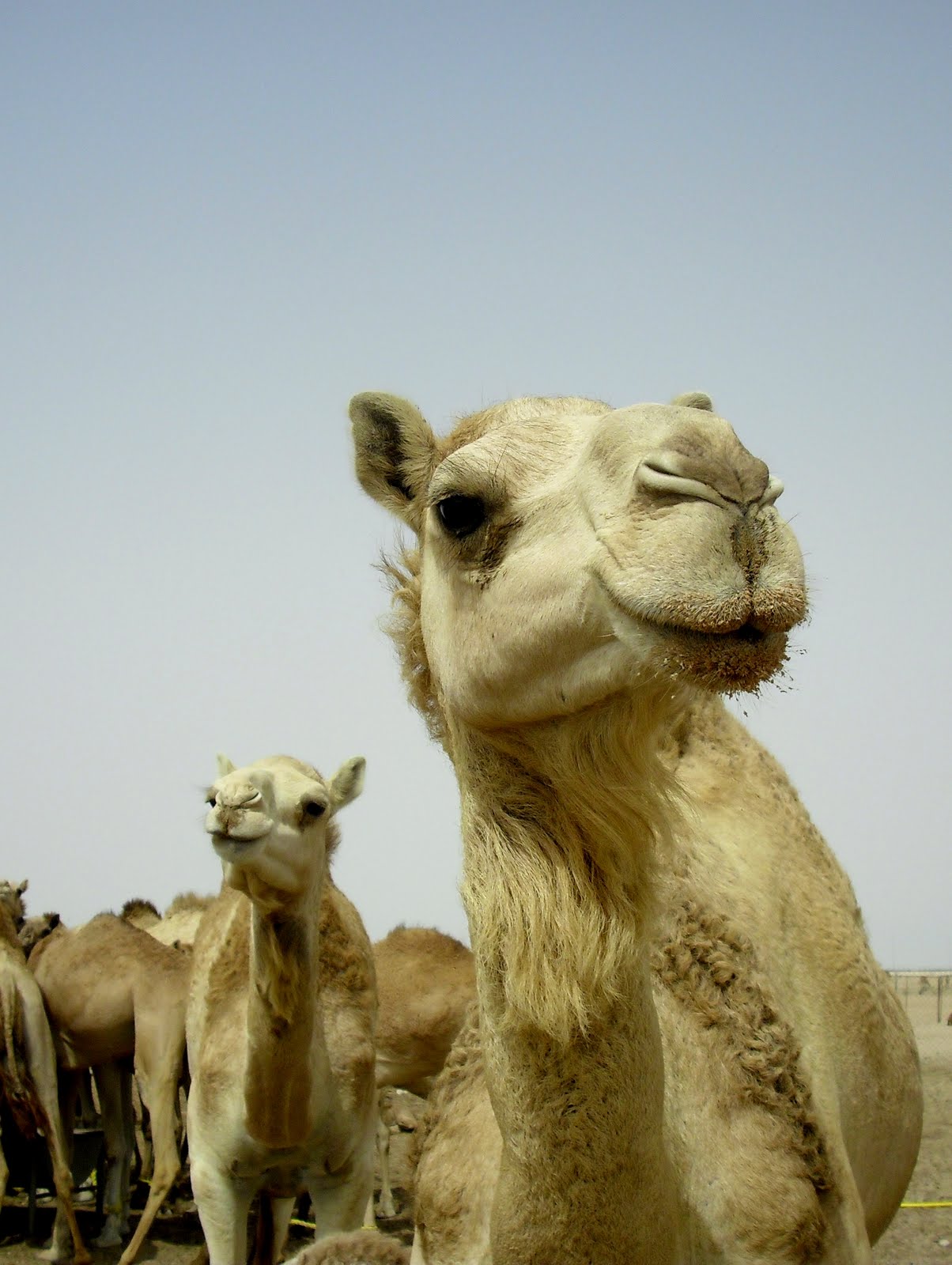 A Little Oryx in Qatar: Camel & Goat Farm near Al Nasraniya
